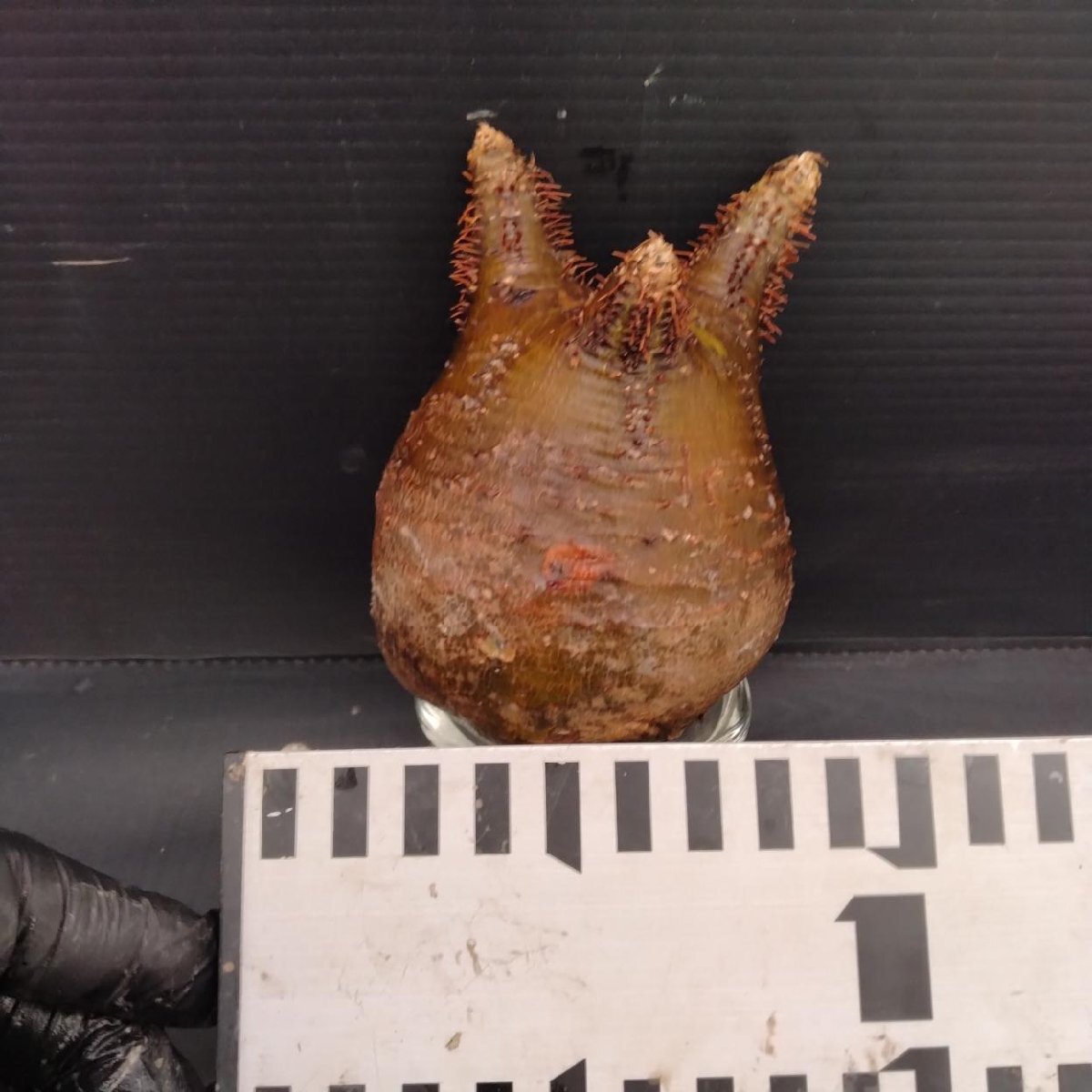 【未使用に近い】6902 「塊根植物」パキポディウム グラキリス 選抜株 抜き苗【5/8最新到着・gracilius・根切確認済・マダガスカル】の落札情報詳細 - Yahoo!オークション落札 ...