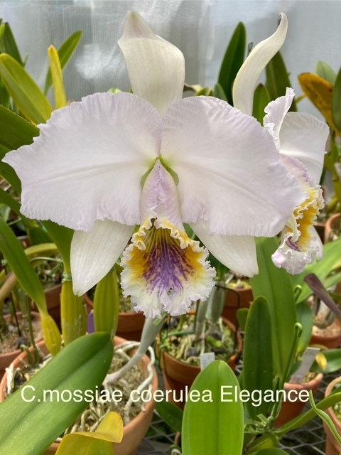 【やや傷や汚れあり】洋蘭 原種 カトレア C.mossiae f.coerulea 'Elegance' (OG) BM/JOGAの落札情報 ...