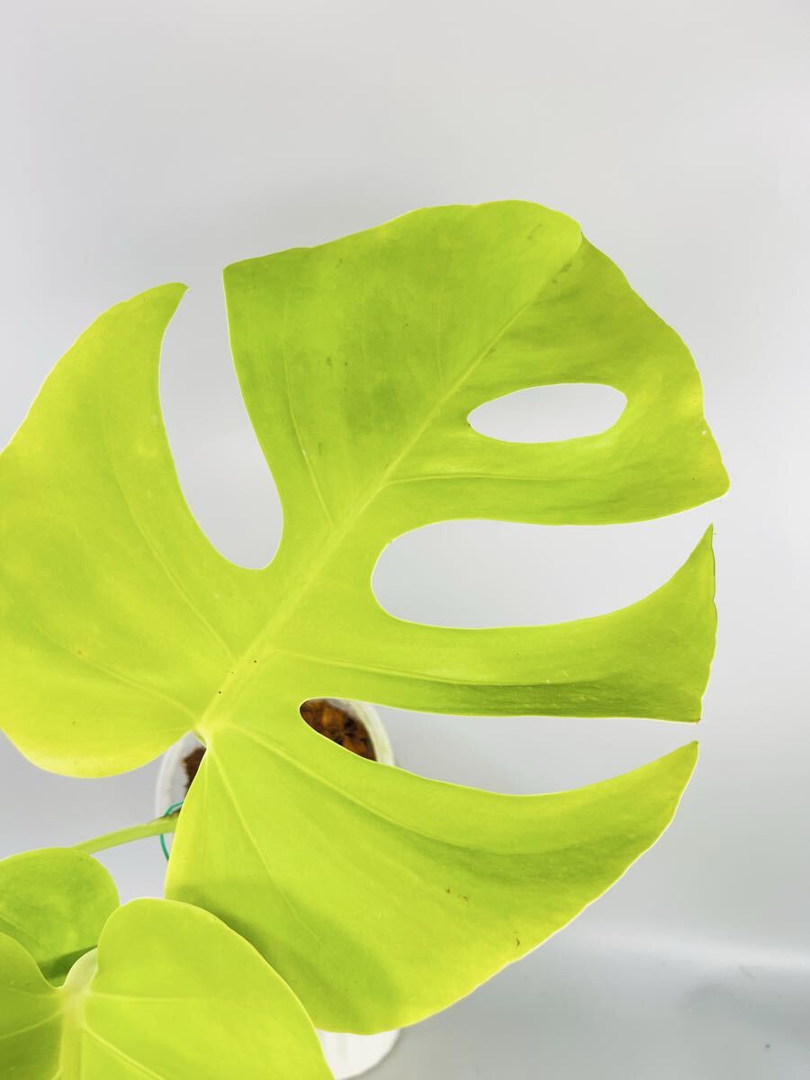 【やや傷や汚れあり】「050」モンステラ ライトライム 0.2 FULL-MOON 斑入り Monstera Light Lime ...