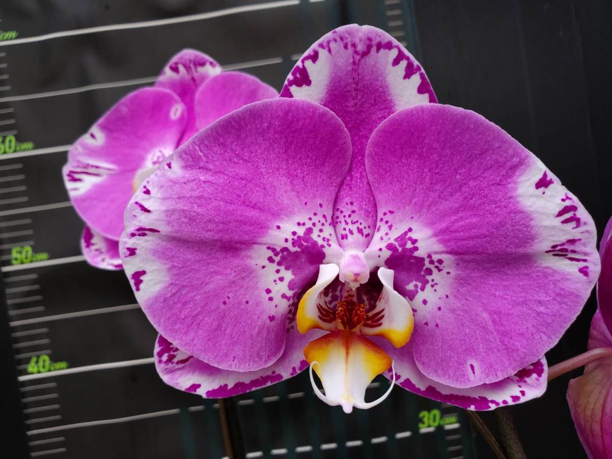 胡蝶蘭 台湾国際蘭展2017年のチャンピオン！Phal.OX King x Fuller's Purple Queen「開花中」の落札情報詳細 ...