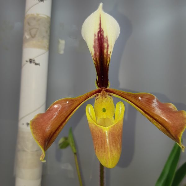 4763【花付き株】パフィオペディラム ビローサム ① Paph.villosum ① 洋蘭 原種 (paph-sp-0008)の落札情報詳細 ...
