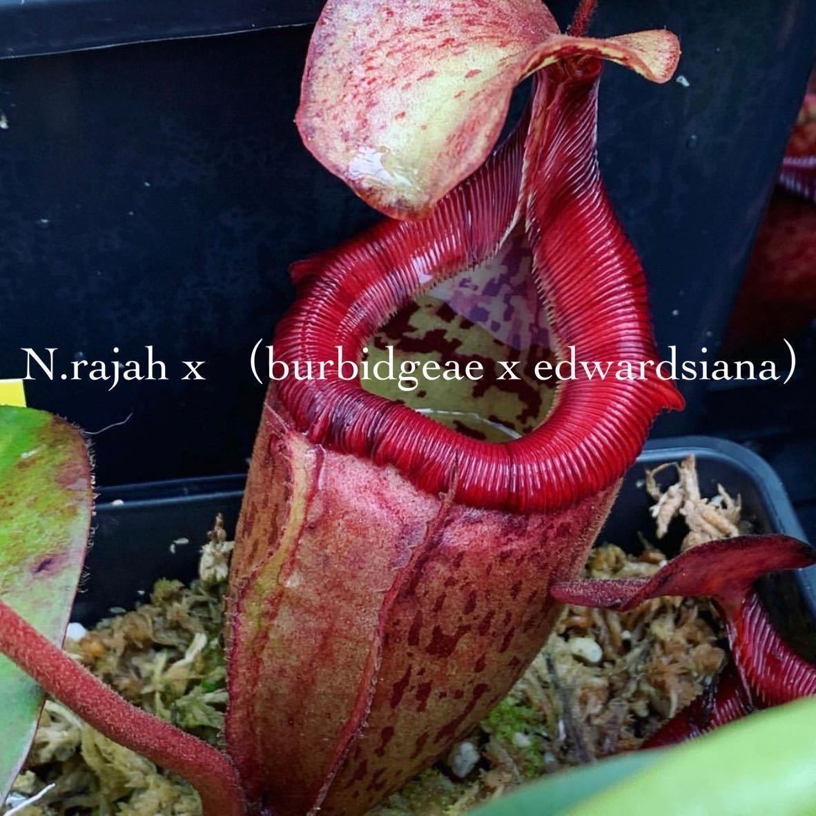 Nepenthes X Alisaputrana Rajah X Burbidgeae Native Exotics