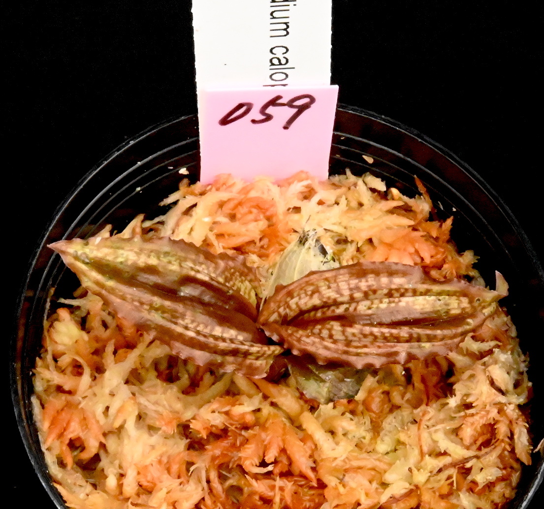 洋蘭原種 (059) Crepidium calophyllum クレピジューム カロフィラムの落札情報詳細 - ヤフオク落札価格検索 オークフリー