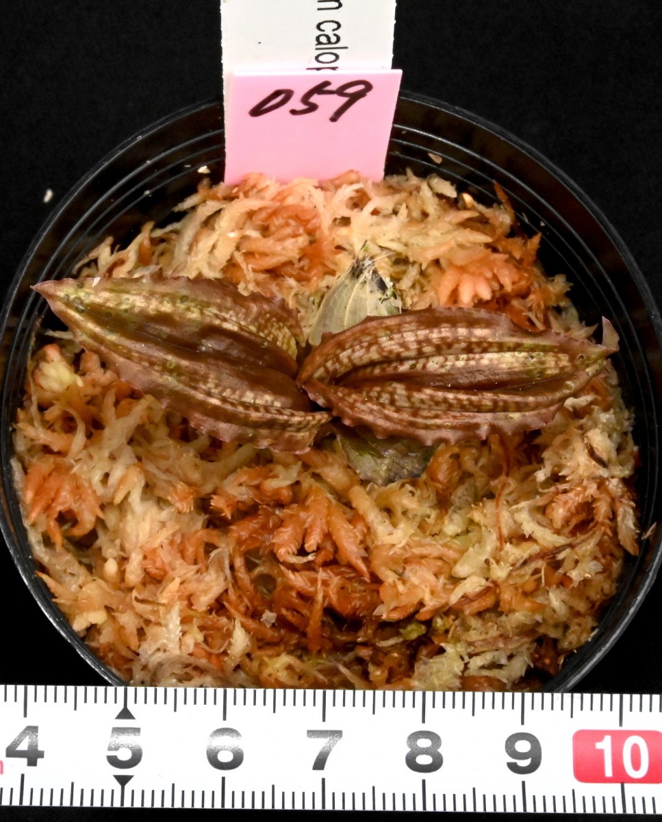 洋蘭原種 (059) Crepidium calophyllum クレピジューム カロフィラムの落札情報詳細 - ヤフオク落札価格検索 オークフリー
