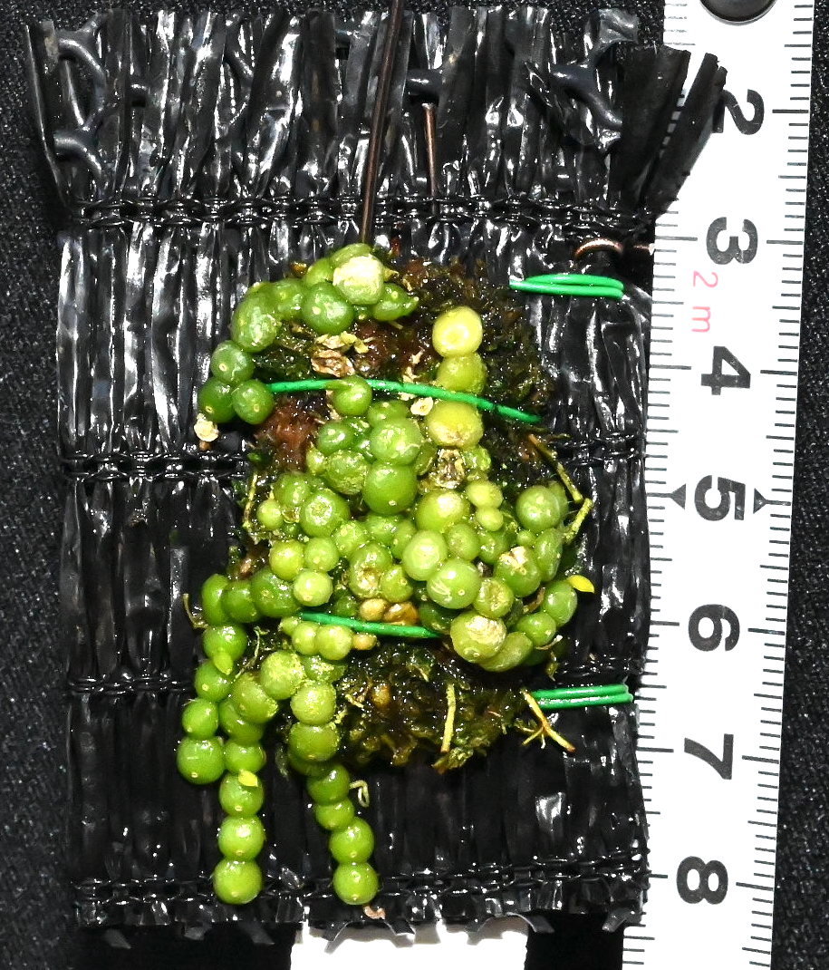 【未使用】洋蘭原種 (836) 良株 Bulb. moniliforme バルボフィラム モニリフォルメの落札情報詳細 - ヤフオク落札価格 ...