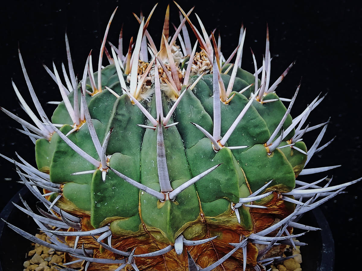 【新品】66 サボテン エキノフォスロカクタス 雪渓丸（Echinofossulocactus albatus） ★実生 の落札情報詳細| ヤフオク落札価格情報 オークフリー