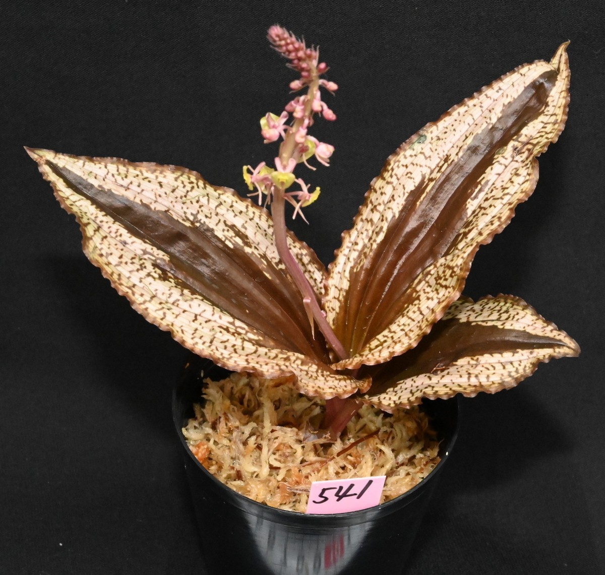 【やや傷や汚れあり】洋蘭原種 (541) 綺麗な個体です。Crepidium calophyllum クレピジューム カロフィラムの落札情報 ...
