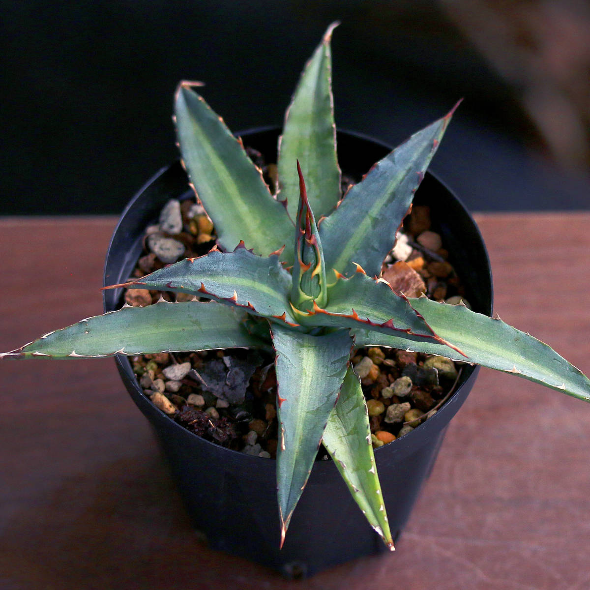 【未使用】Aechmea triangularis エクメア ブロメリア の落札情報詳細| ヤフオク落札価格情報 オークフリー