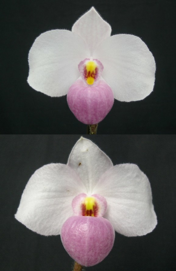 【目立った傷や汚れなし】洋蘭パフィオPaph.delenatii half album x sib.葉幅ある単鉢トップ苗 の落札情報詳細| ヤフオク落札価格情報 オークフリー