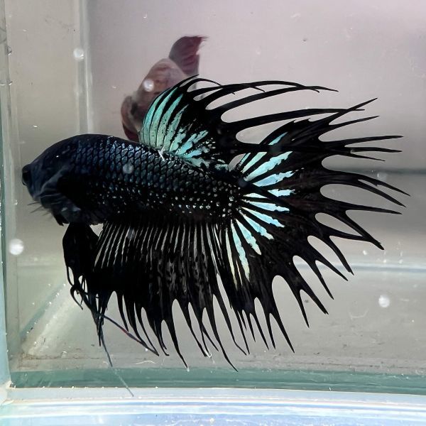 【未使用】717 キングスクロス ハーフムーン ブラック ベタ オス 雄 熱帯魚 淡水魚【W-betta】の落札情報詳細 - Yahoo!オークション落札価格検索 オークフリー