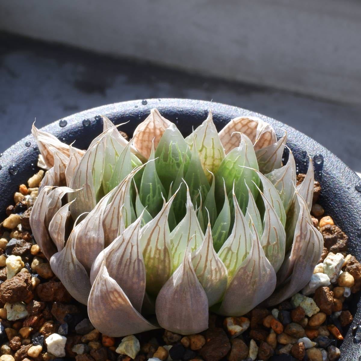 【やや傷や汚れあり】（22−881）ハオルチア ハリー近似種 IBコレクション個体 H. harryi aff., IB12557 ...