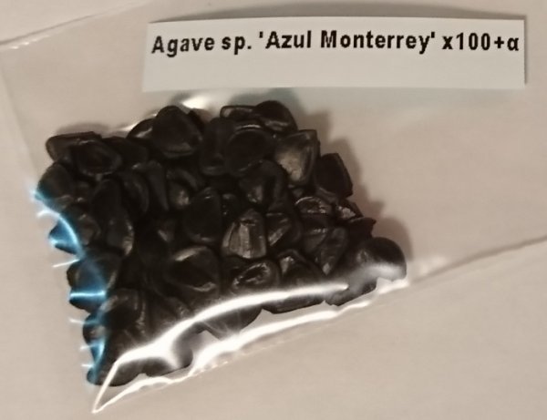 【未使用】アガベ アズール モントレー 種子 100粒+α Agave sp. 'Azul Monterrey' 100 seeds+α 種の ...
