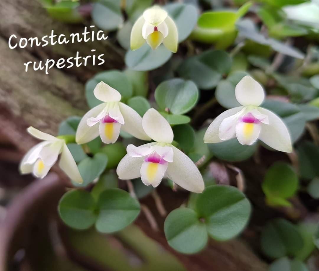 【未使用】Constantia rupestris 洋蘭 原種の落札情報詳細 - ヤフオク落札価格検索 オークフリー