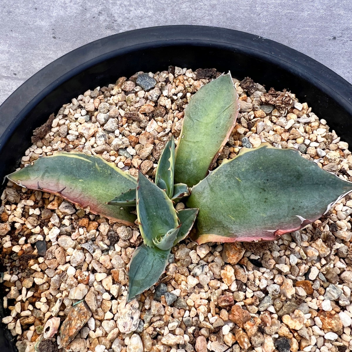 【目立った傷や汚れなし】B22 アガベ パラサナ インプレッショニスト 極上子株1株 検) caser heads SAD 白犀牛の落札情報詳細 - Yahoo!オークション落札価格検索 オークフリー