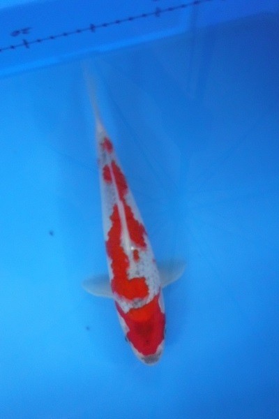 【未使用】AKF #10 五色 当才(2022年産) 21cm 生産者直送の落札情報詳細 - ヤフオク落札価格検索 オークフリー