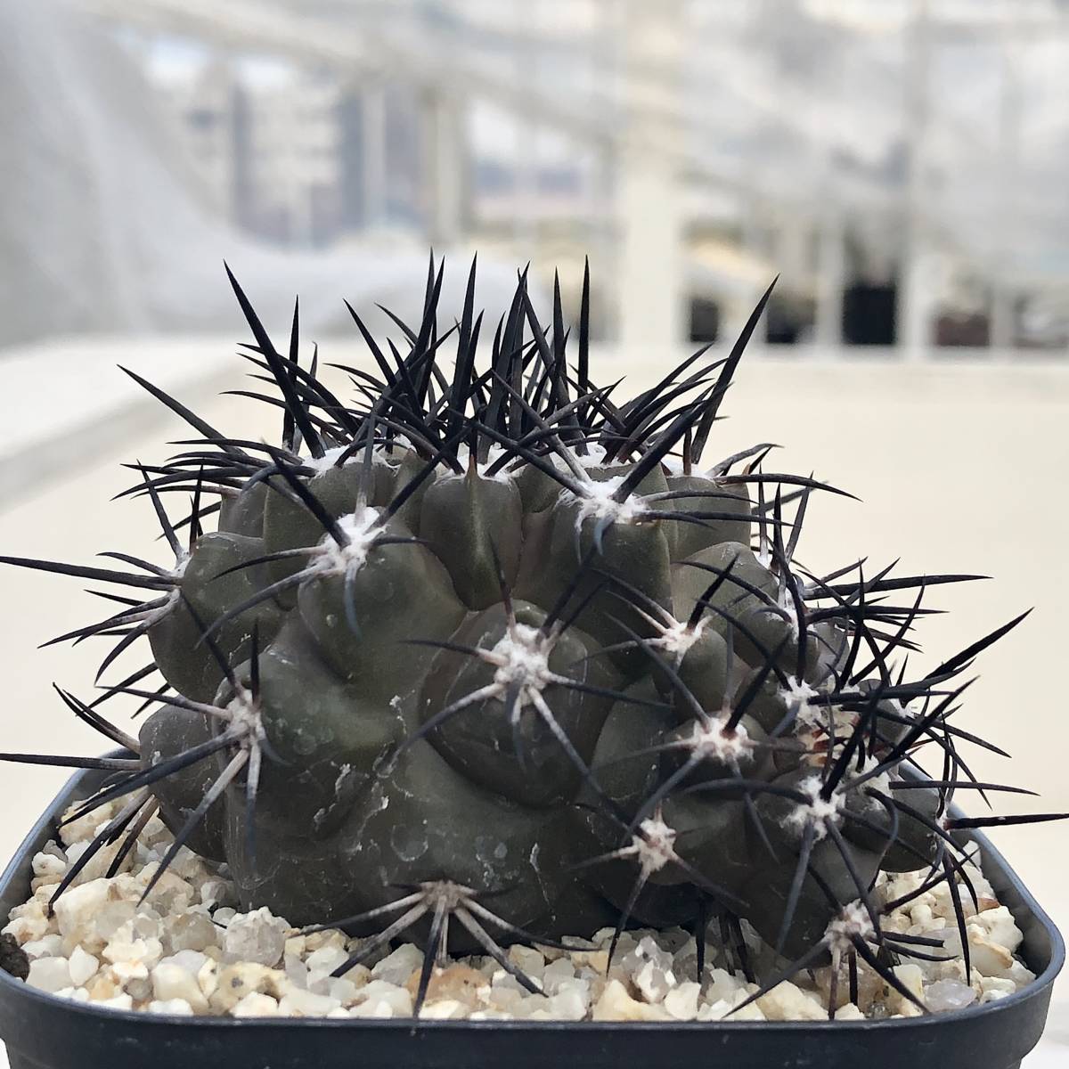 【未使用】⑨ Copiapoa fusca コピアポア フスカ 新種2016記載 斧守火 検索 @Leafy works 黒王丸の落札情報詳細 ...