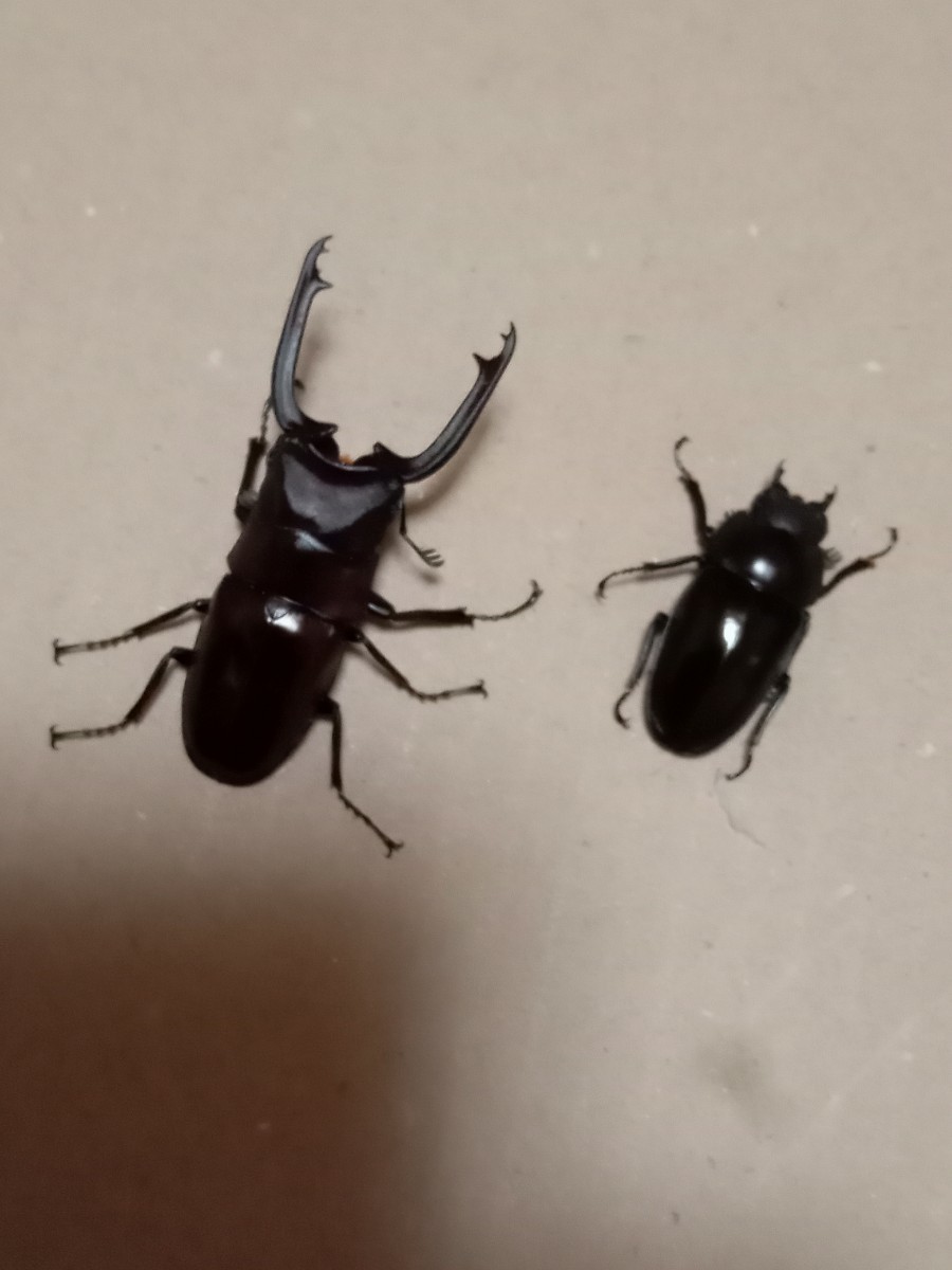 【未使用】【激レア】2018年6月28日フィリピン便MARINDUQUS島Torrijos州Mt.Sibuyaoからのブッタノコギリクワガタ♂ ...