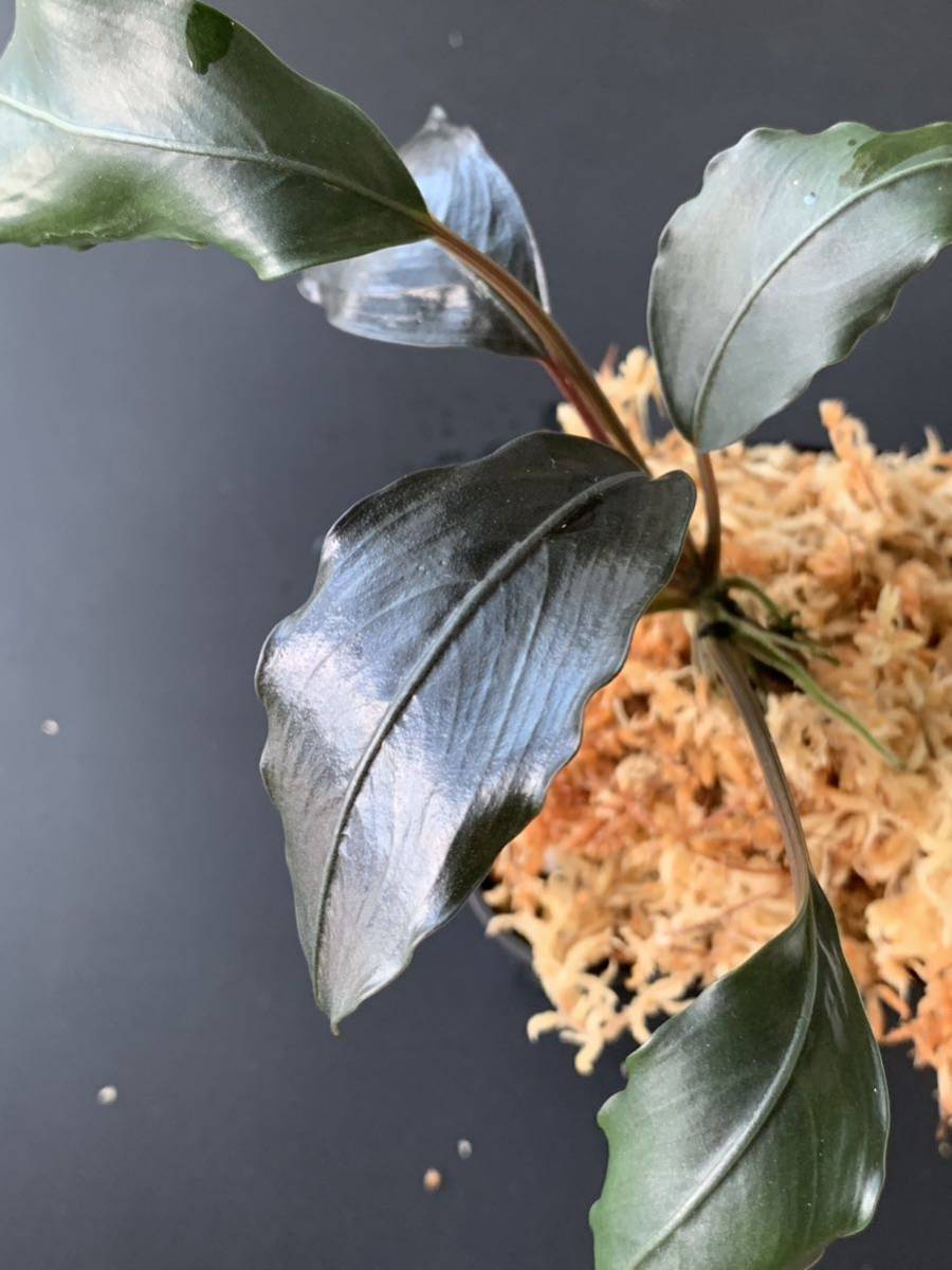 【目立った傷や汚れなし】ブセファランドラ Akantha Entikong 【TB便】の落札情報詳細 - Yahoo!オークション落札価格検索 ...