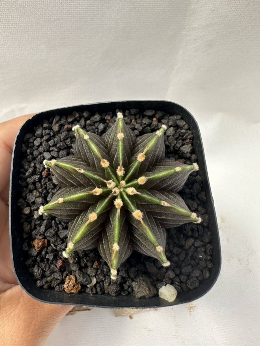 【やや傷や汚れあり】ギムノカリキウム LB2178 実生の落札情報詳細 - ヤフオク落札価格検索 オークフリー