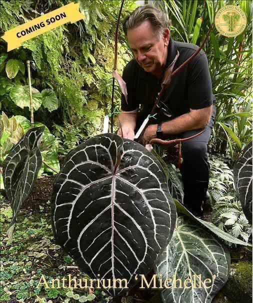 【未使用に近い】UJ Anthurium 'Michelle' アンスリューム ミシェル の落札情報詳細 - Yahoo!オークション落札価格 ...