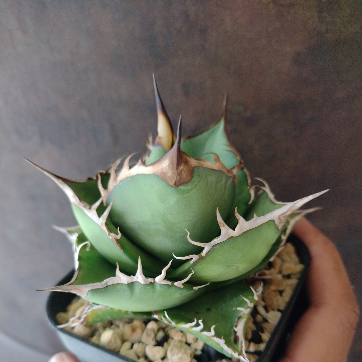 【傷や汚れあり】【AGAVE TITANOTA スペード】spade 黒桃 アガベ チタノタ 中株 鉢ごと発送の落札情報詳細 - ヤフオク落札 ...