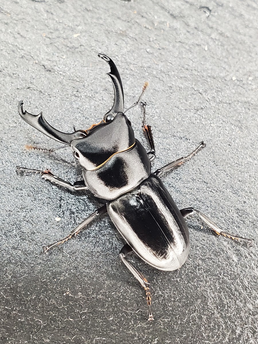 【未使用】中国便 中国スジクワガタ ペア dorcus striatipennis davidi 3【J-KUWA】の落札情報詳細 ...