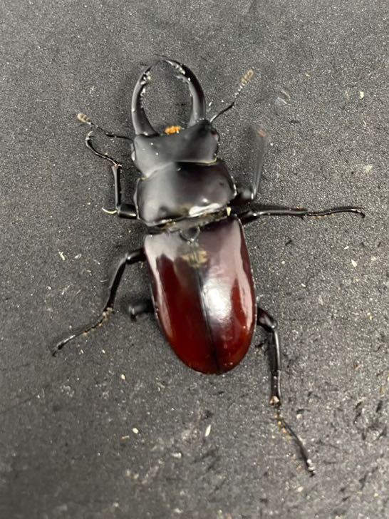 【未使用】マグダレインコクワガタssp トリオ 1オス2メス③の落札情報詳細 - ヤフオク落札価格検索 オークフリー