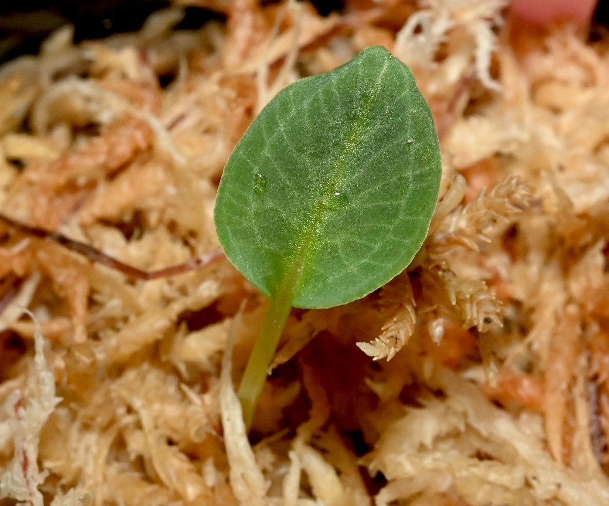 【植物】Corybas pictus コリバス 球根性地生ラン 発芽してますの落札情報詳細 - ヤフオク落札価格検索 オークフリー