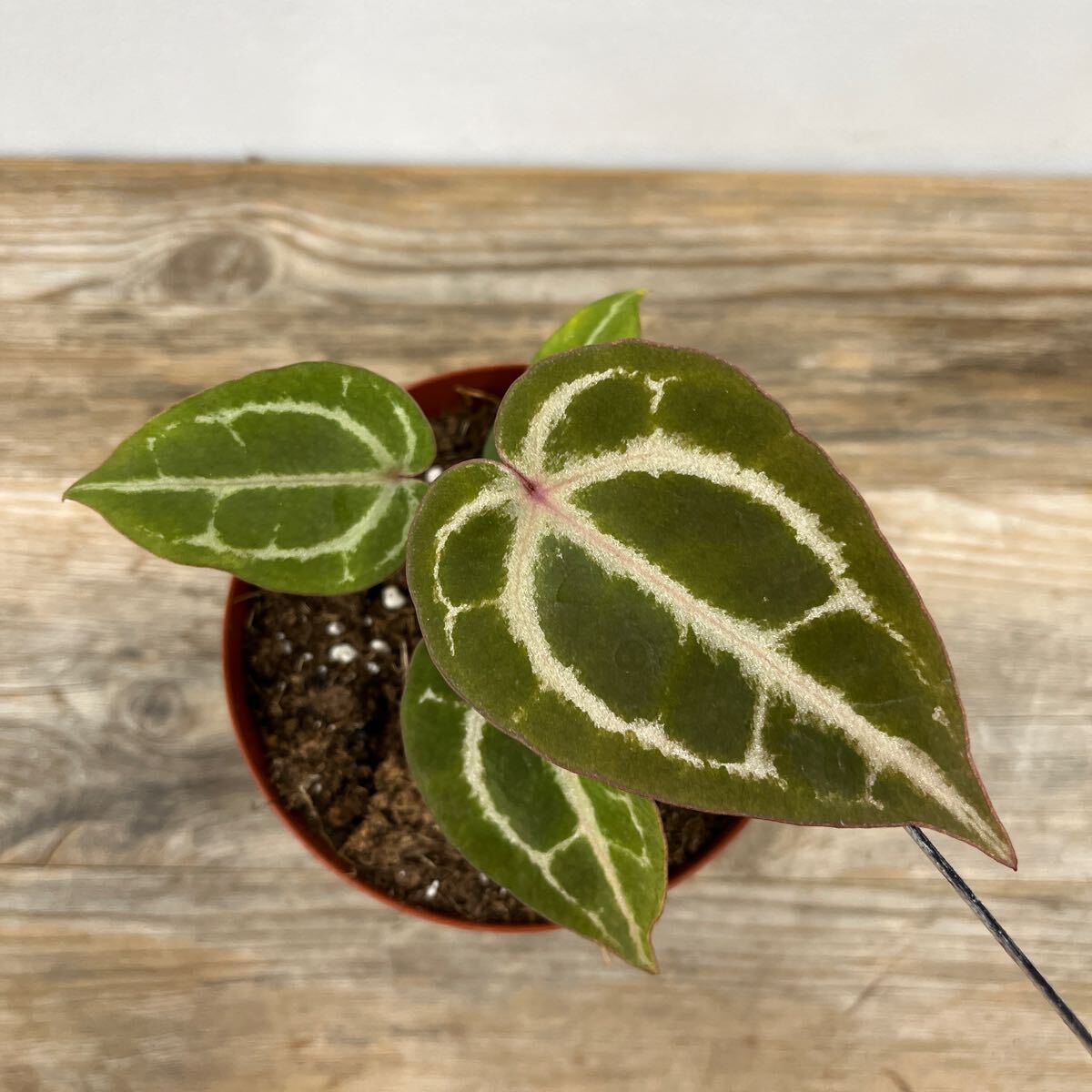 【やや傷や汚れあり】2.ドックブロック アンスリューム・ミッシェル Anthurium 'Michelle' by DOCBLOCKの落札情報 ...