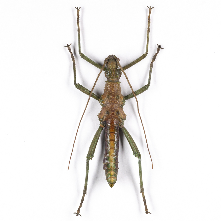 【未使用】Phasmatodea sp. Mindanao 09 ナナフシ標本 ミンダナオ島の落札情報詳細 - Yahoo!オークション落札 ...