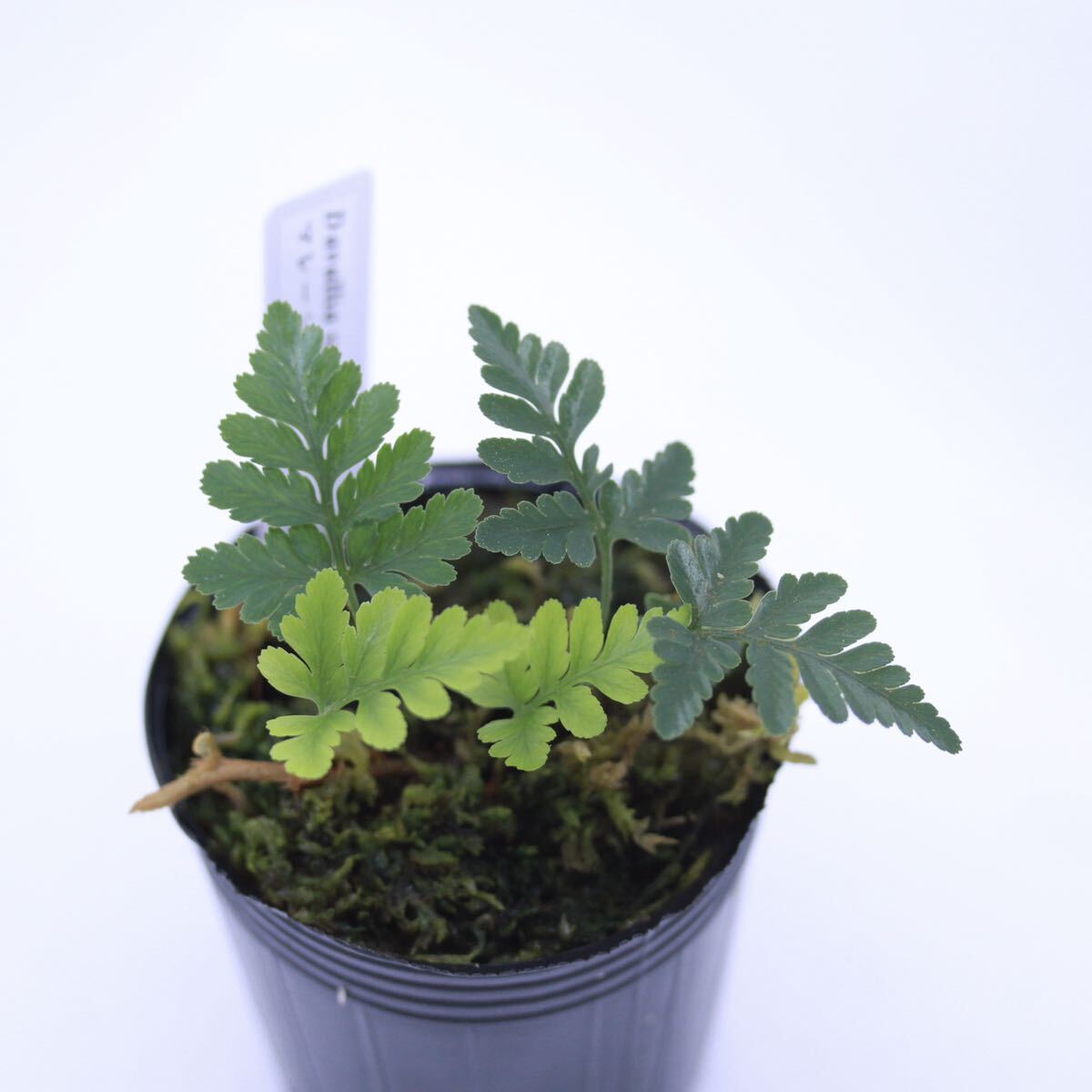 【未使用】Davallia(Humata) sp. マレーシア産 増殖株 シダ 観葉植物 着生植物 ビバリウム テラリウムの落札情報詳細 ...