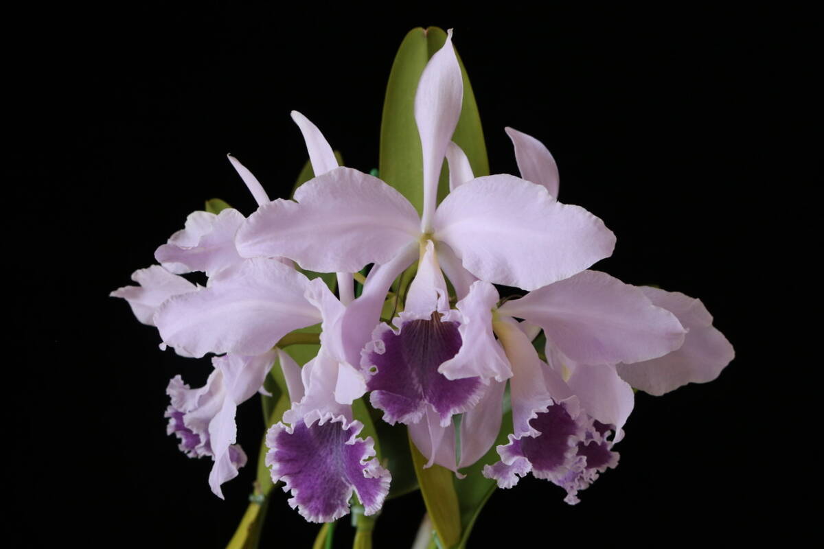 【やや傷や汚れあり】洋ラン 洋蘭 カトレア 原種 labiata coerulea ラビアタの落札情報詳細 - ヤフオク落札価格検索 オークフリー