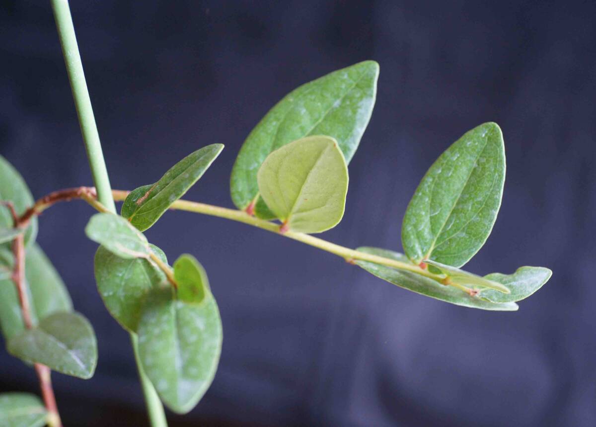 【やや傷や汚れあり】Macleania insignis 挿木苗の落札情報詳細 - Yahoo!オークション落札価格検索 オークフリー
