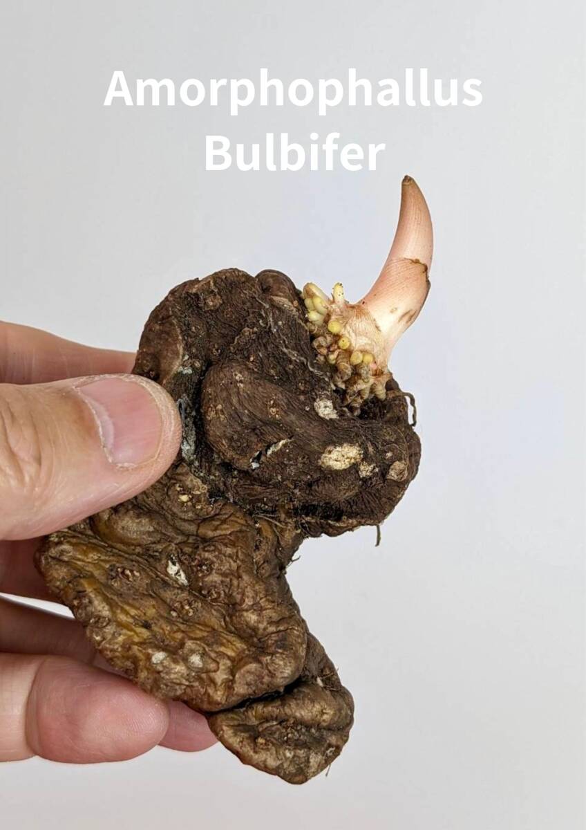 【未使用】amorphophallus bulbifer アモルフォファルス X-07の落札情報詳細 - ヤフオク落札価格検索 オークフリー