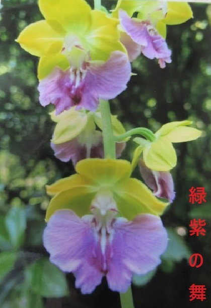 【やや傷や汚れあり】80Nえびね蘭 272 緑紫の舞 広舌 山野草エビネランの落札情報詳細 - ヤフオク落札価格検索 オークフリー