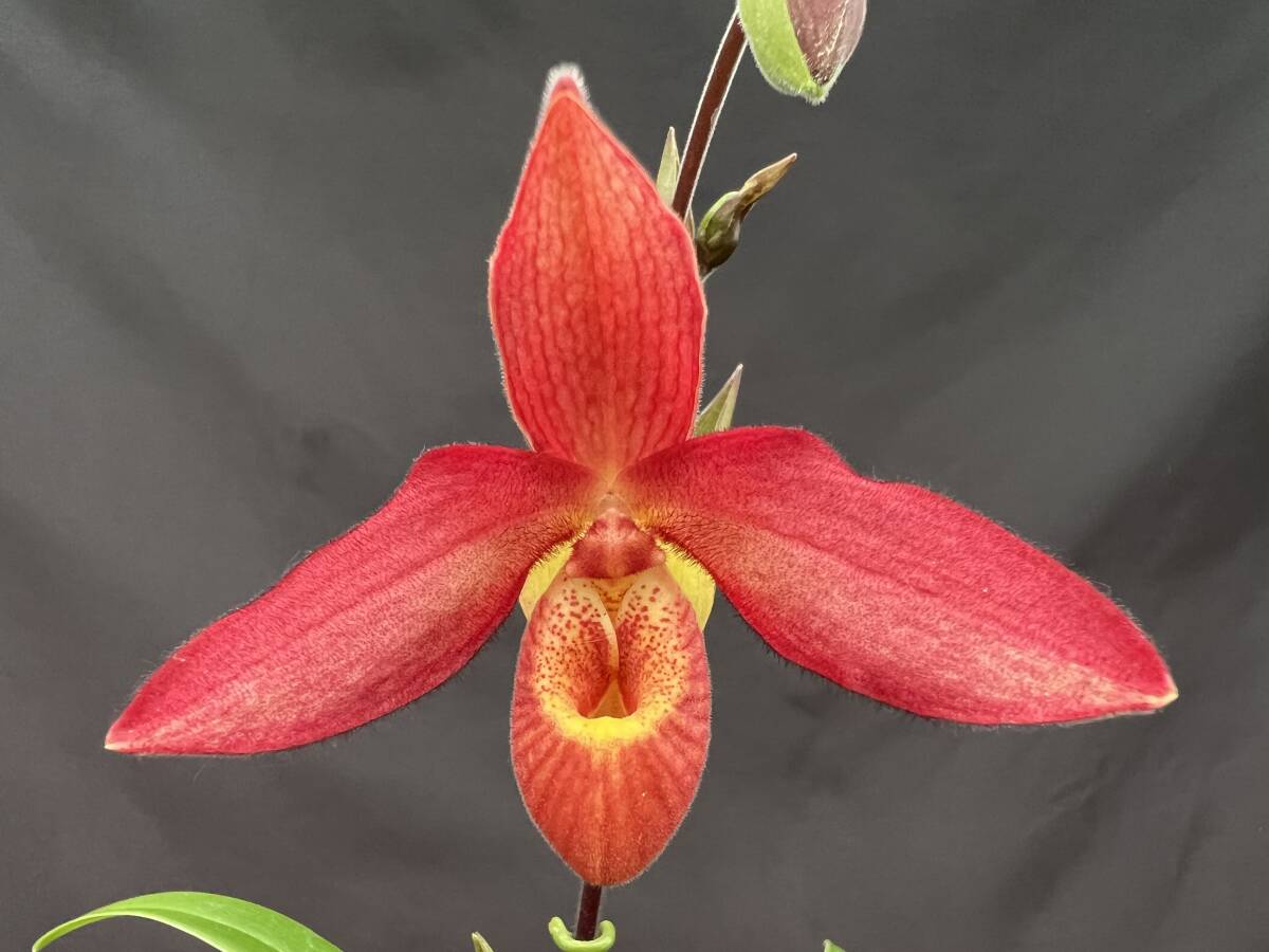 【目立った傷や汚れなし】洋蘭 交配種 フラグミペディウム属 Phrag.Andean Fire 超強健赤色美花 芽数の多い極良株 花茎1本開花 ...