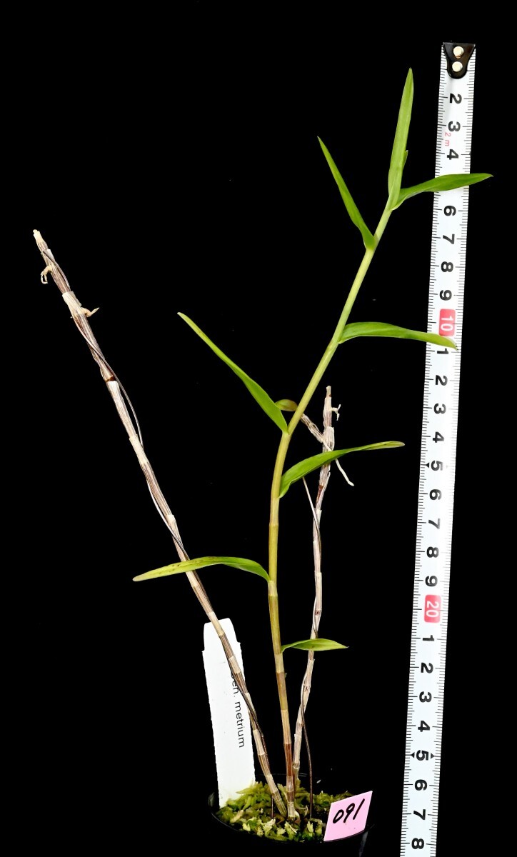 【やや傷や汚れあり】洋蘭原種 (091) Dendrobium metrium デンドロビューム メトリュームの落札情報詳細 - Yahoo ...