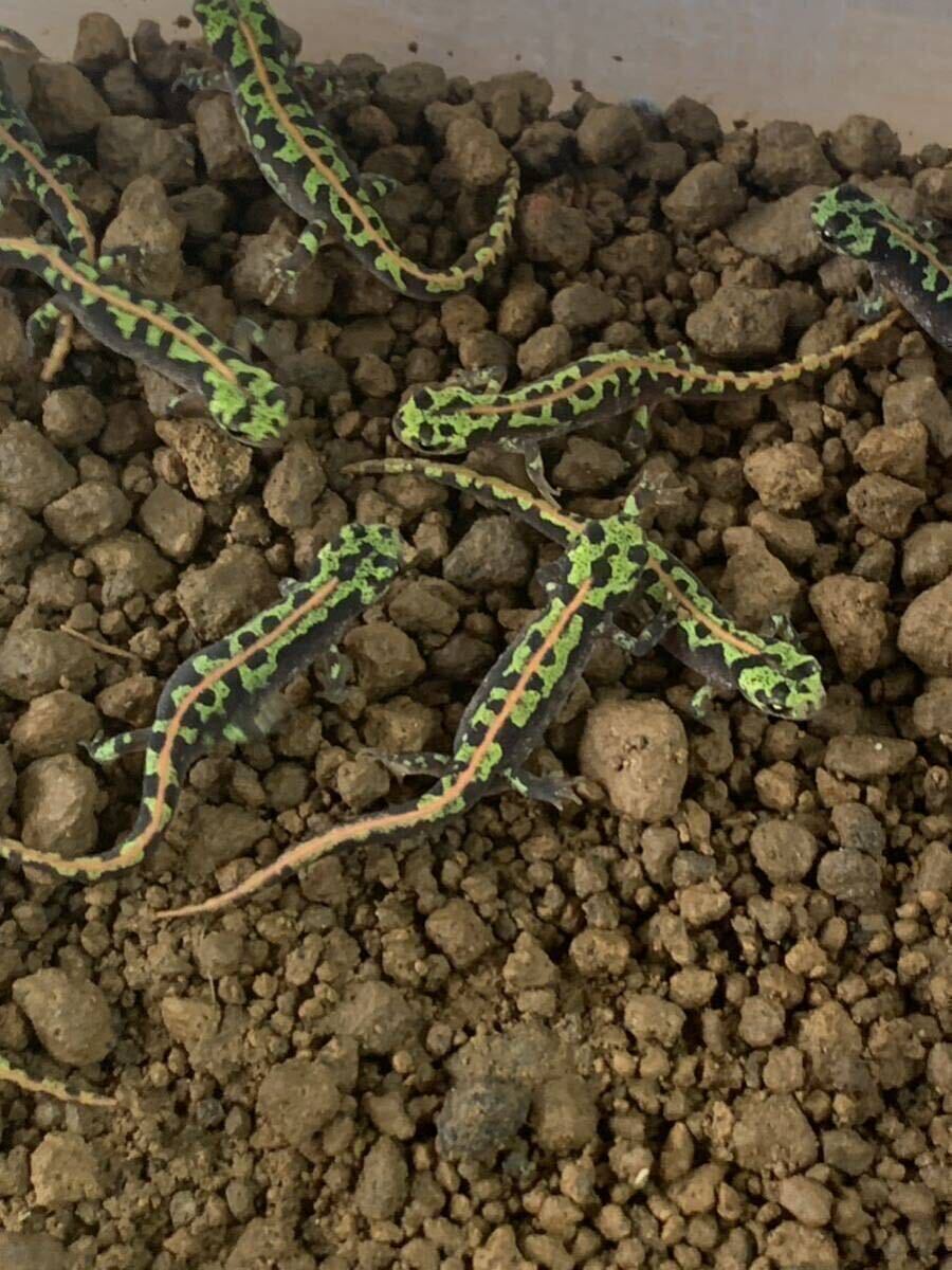 【目立った傷や汚れなし】マダライモリ幼体2024CB 2匹 発送日8/10土曜日限定 死着保証ありの落札情報詳細 - Yahoo!オークション落札価格検索 オークフリー