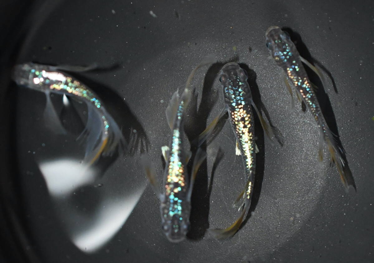 【未使用】SS＊令和黒ラメサファイアRLF2ペア B563の落札情報詳細 - Yahoo!オークション落札価格検索 オークフリー