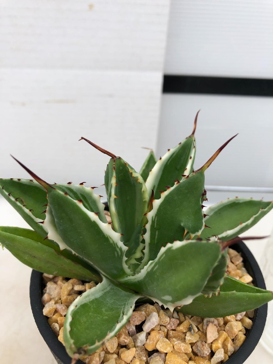 【未使用に近い】9204 「多肉植物F」アガベ キュービック 斑入り【美株・発根・Agave potatorum f.monstrosa 'cubic'】の落札情報詳細 - Yahoo ...