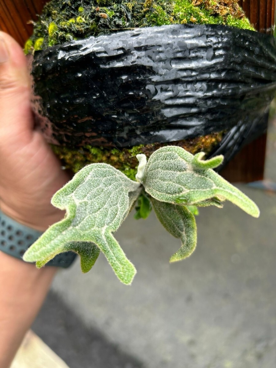 【やや傷や汚れあり】E22，P.Willinckii Watchara sporeling のOC pup株 株分けの落札情報詳細 - Yahoo!オークション落札価格検索 オークフリー