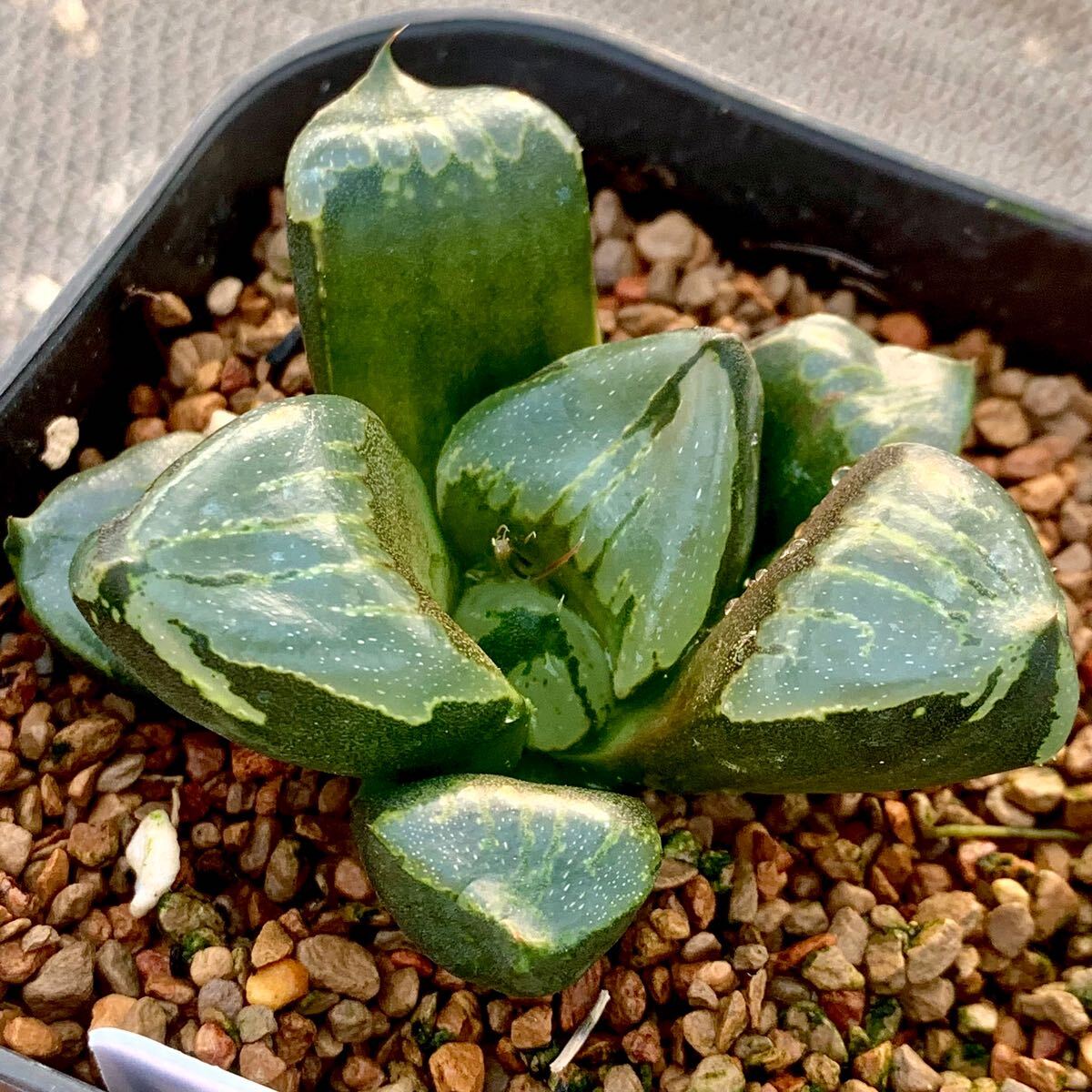 【未使用】 Fareal P127 ハオルチア 本間般若N1の落札情報詳細 - Yahoo!オークション落札価格検索 オークフリー