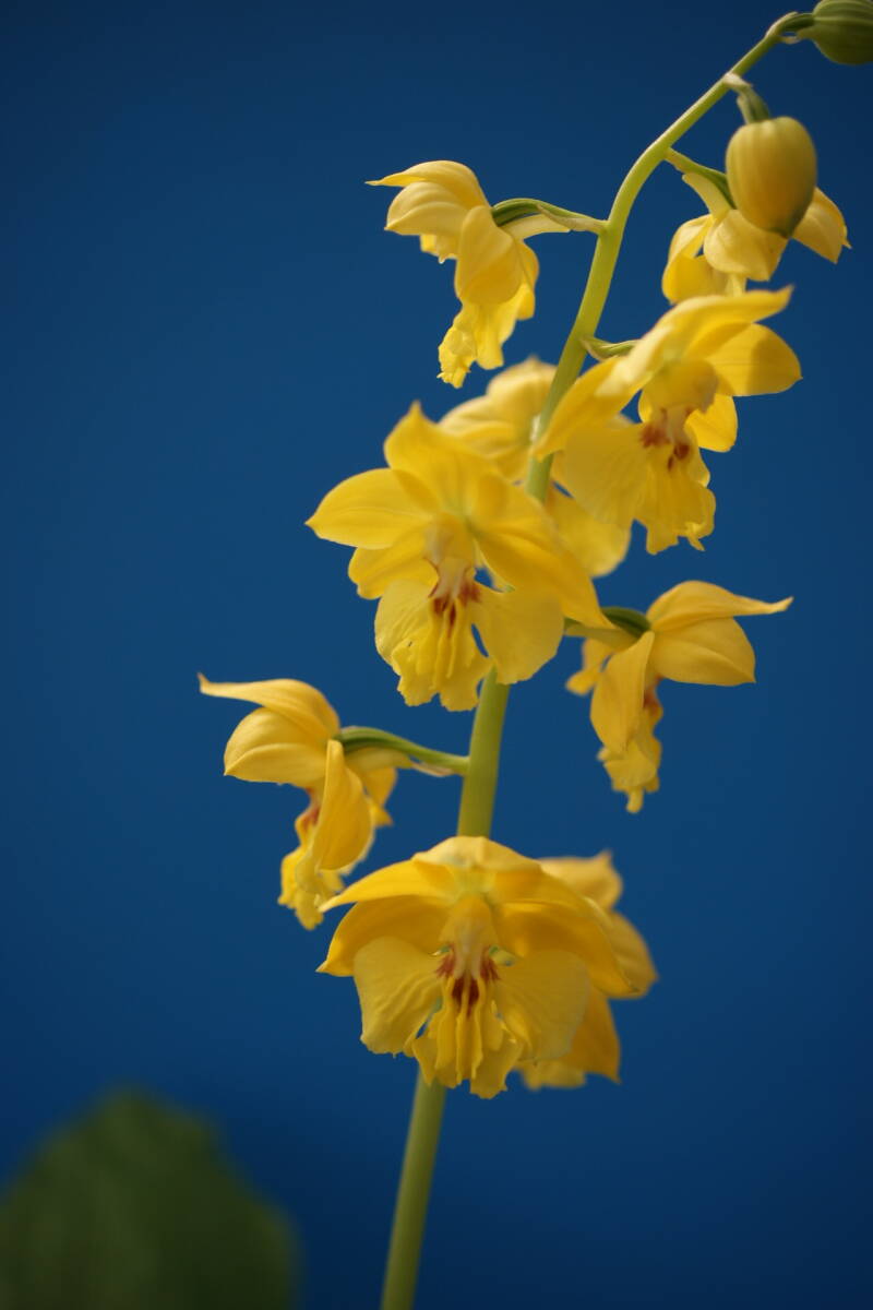 【やや傷や汚れあり】80Kえびね蘭 23 黄栄冠 W芽 山野草エビネランの落札情報詳細 - Yahoo!オークション落札価格検索 オークフリー