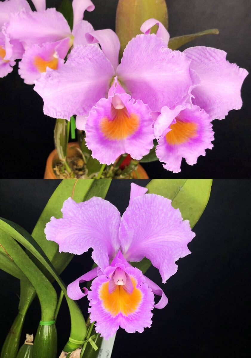 【未使用】新発売！自家製実生★洋蘭★原種★ C. schroederae x sib ‘Fabiano Extra’ x f.oscura ...