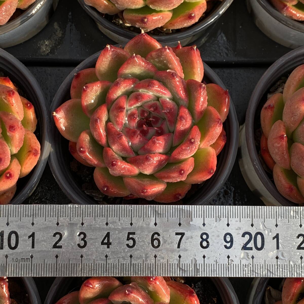 【未使用に近い】F395-2*20苗セット ブルードラゴン 多肉植物 エケベリア サボテン 観葉植物 花 園芸 レア種 抜き苗の落札情報詳細 - Yahoo!オークション落札価格検索 オークフリー