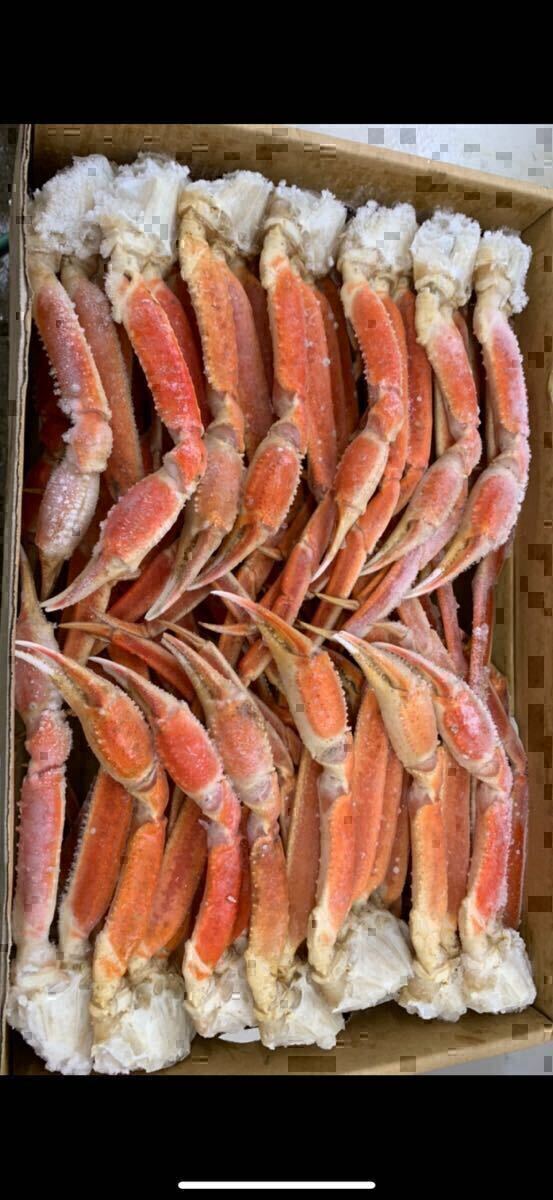 【未使用】【見入抜群】本ズワイガニ 約10kg L〜3L 不揃い 【現在出品分で終了】 の落札情報詳細 - Yahoo!オークション落札価格検索 オークフリー