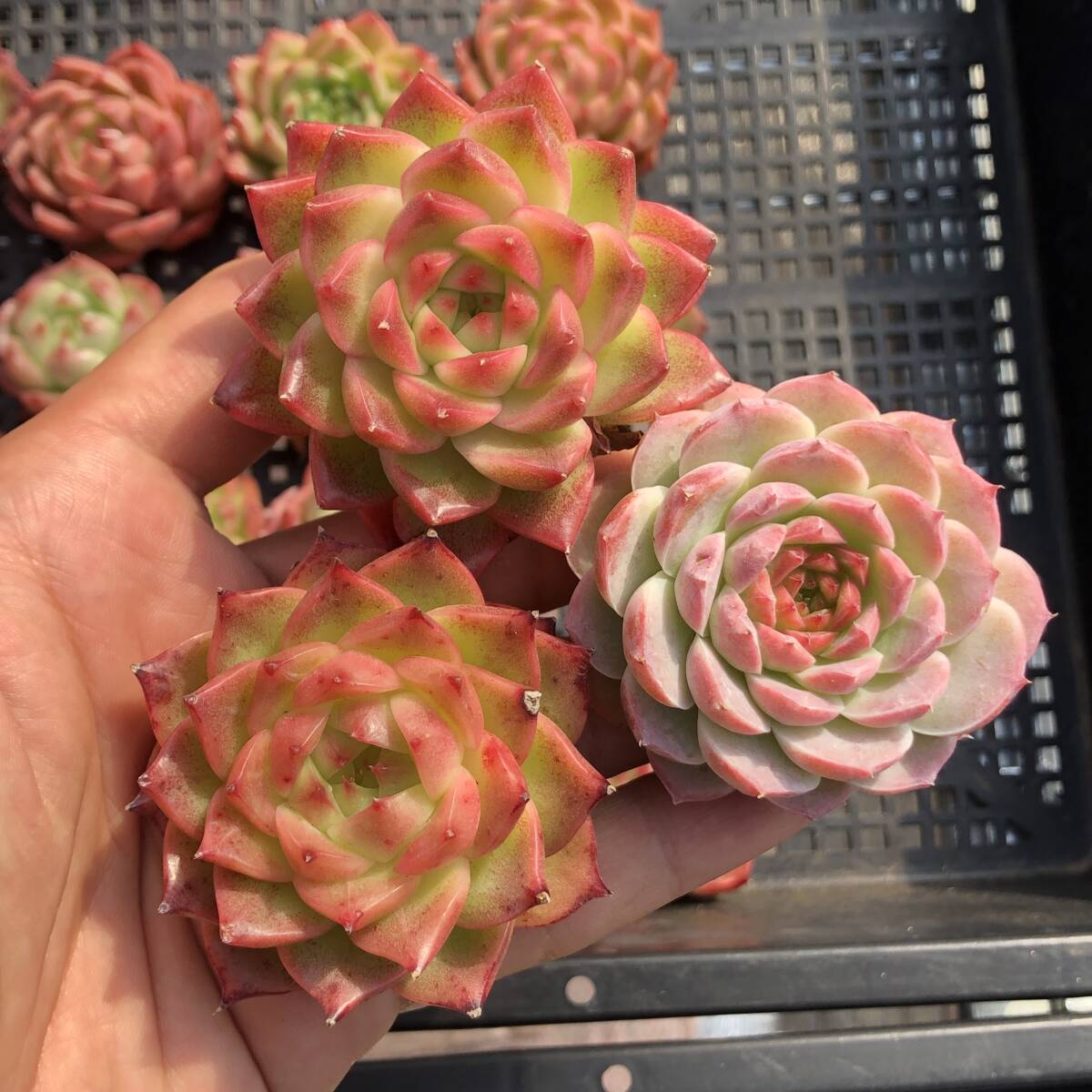 【未使用】* Top エケベリア 20個 0106K-O181 多肉植物 カット ミックス苗 出荷日1/10か11※違う終了日の商品と同梱が ...