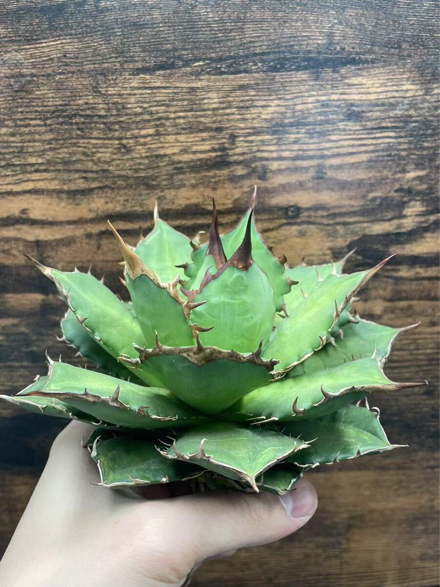 【やや傷や汚れあり】004-2ANアガベ 多肉植物 【特選】良形チタノタ fo-076 検（悪魔くん 白犀牛 清桜 冰雹 麻花龍 皇冠 流星 ）の落札情報詳細 - Yahoo!オークション落札 ...