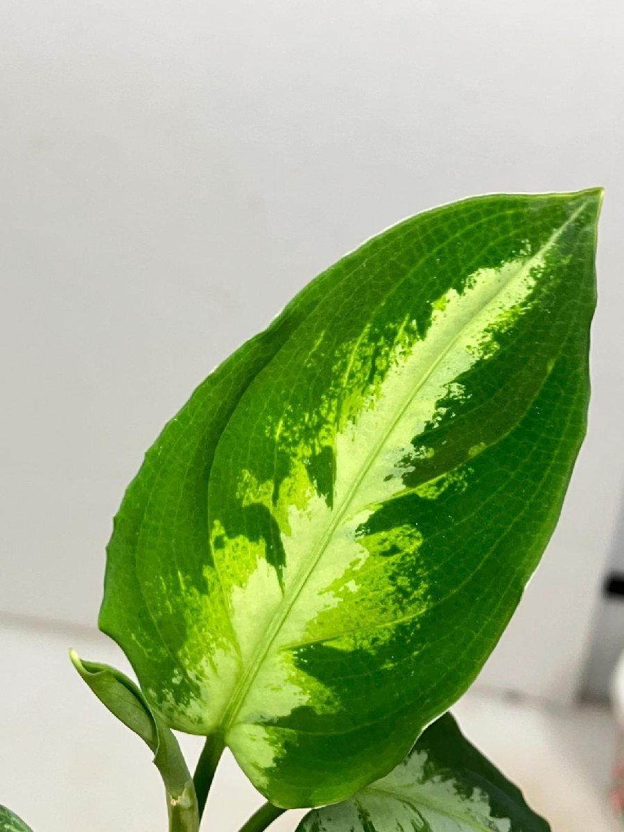 【未使用に近い】6956 「観葉植物】アグラオネマ ピクタム トリカラー【Aglaonema pictum tricolor・美株・サトイモ科・多肉植物】の落札情報詳細 - Yahoo ...
