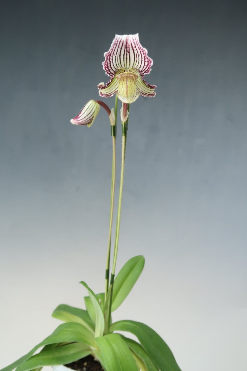 【やや傷や汚れあり】03/17 Paph.Angela(fairrieanum x niveum) ②昨年から話題沸騰パフィオ 洋蘭の落札情報 ...